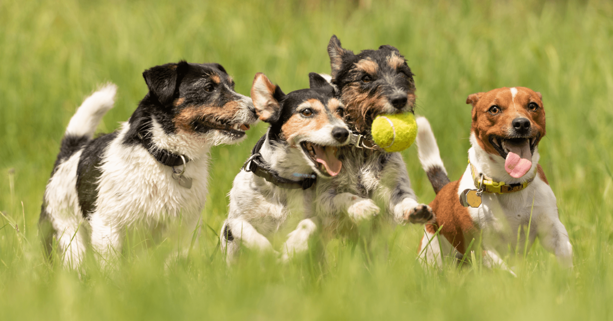 Barx Parx Case Study | RingCentral